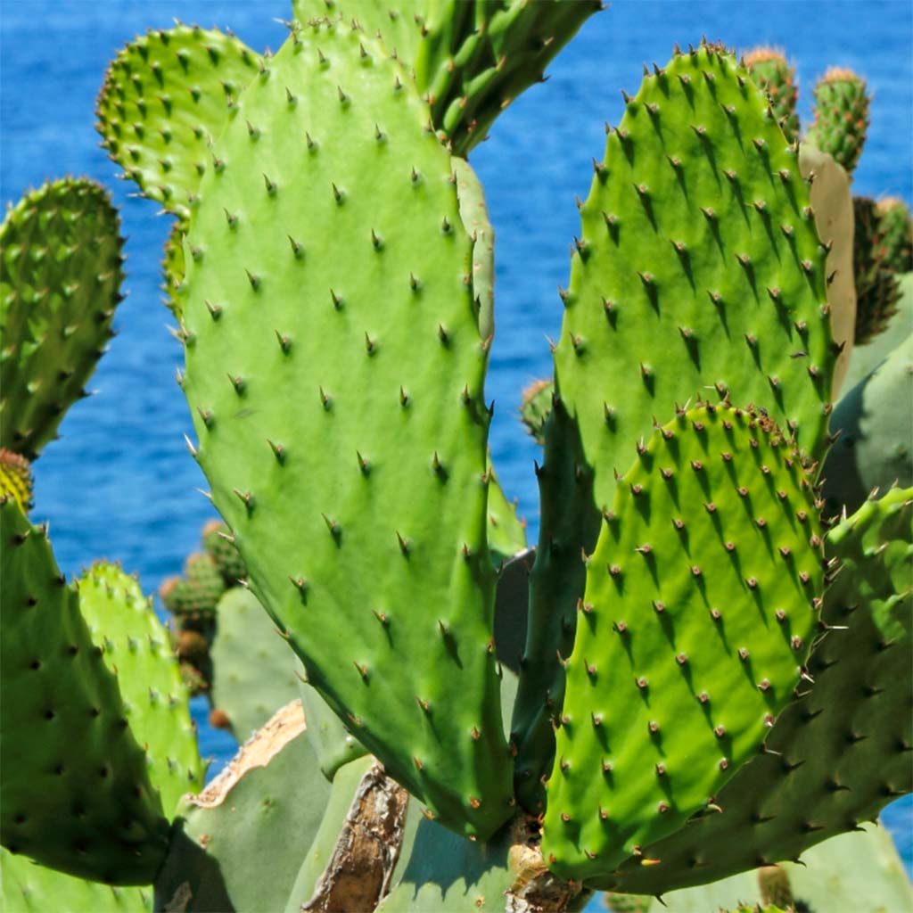 A natural and clean haircare brand, Shaeri