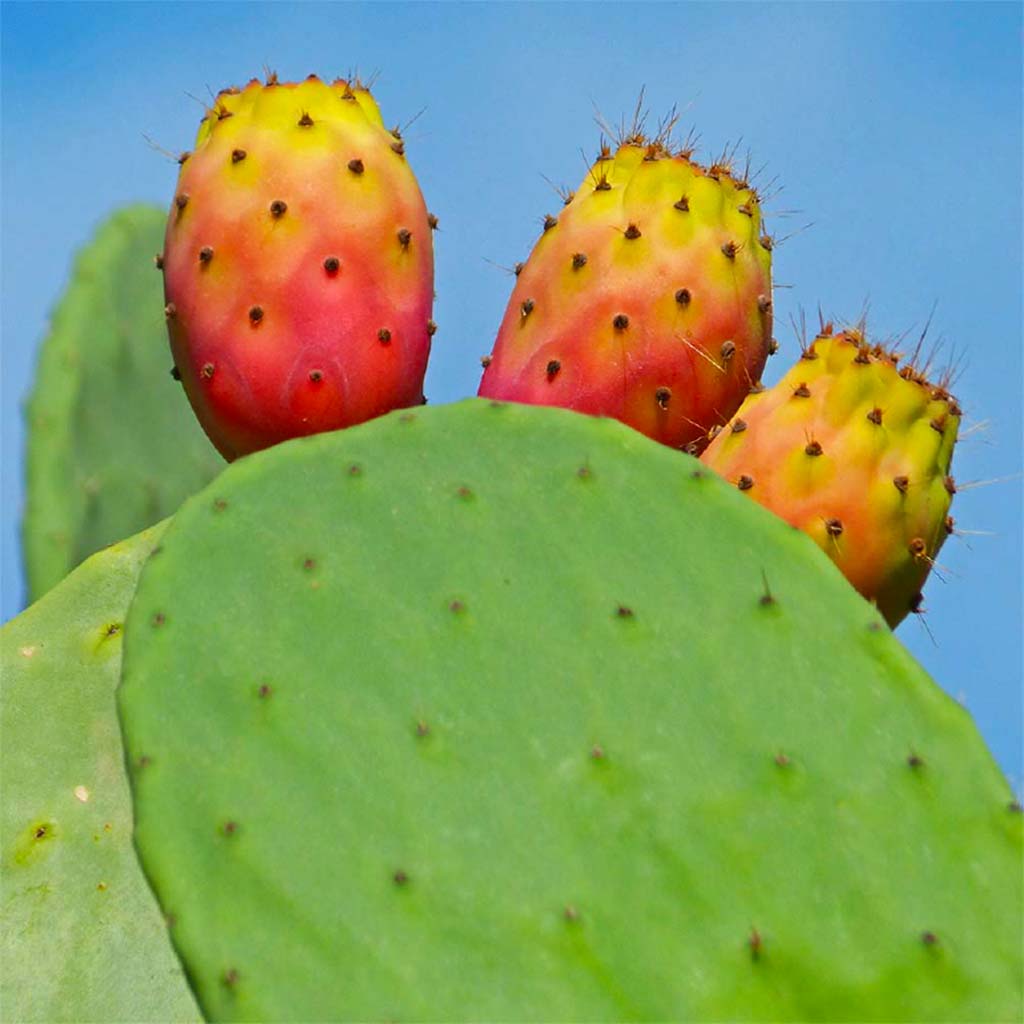 A natural and clean haircare brand, Shaeri